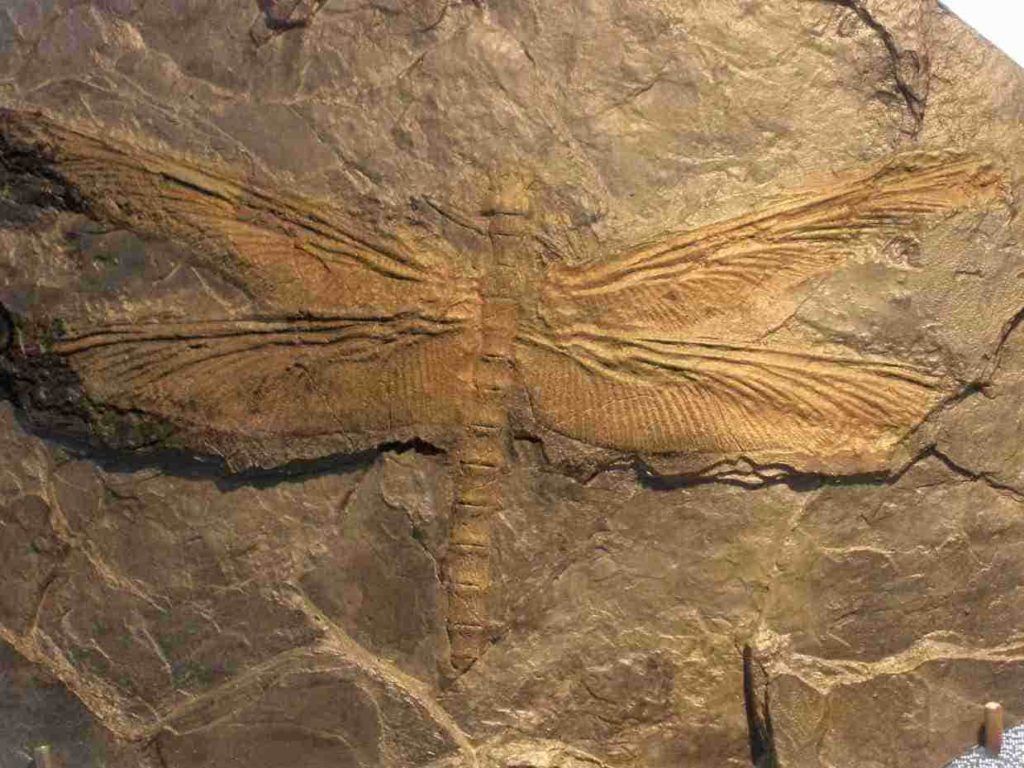 Meganeura : The largest insect ever existed was a giant dragonfly | Geology Page