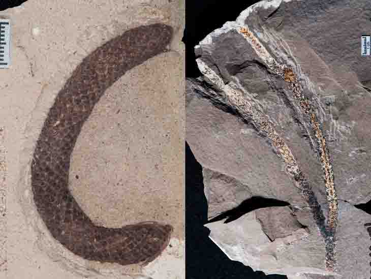 New Argentine fossils uncover history of celebrated conifer group ...