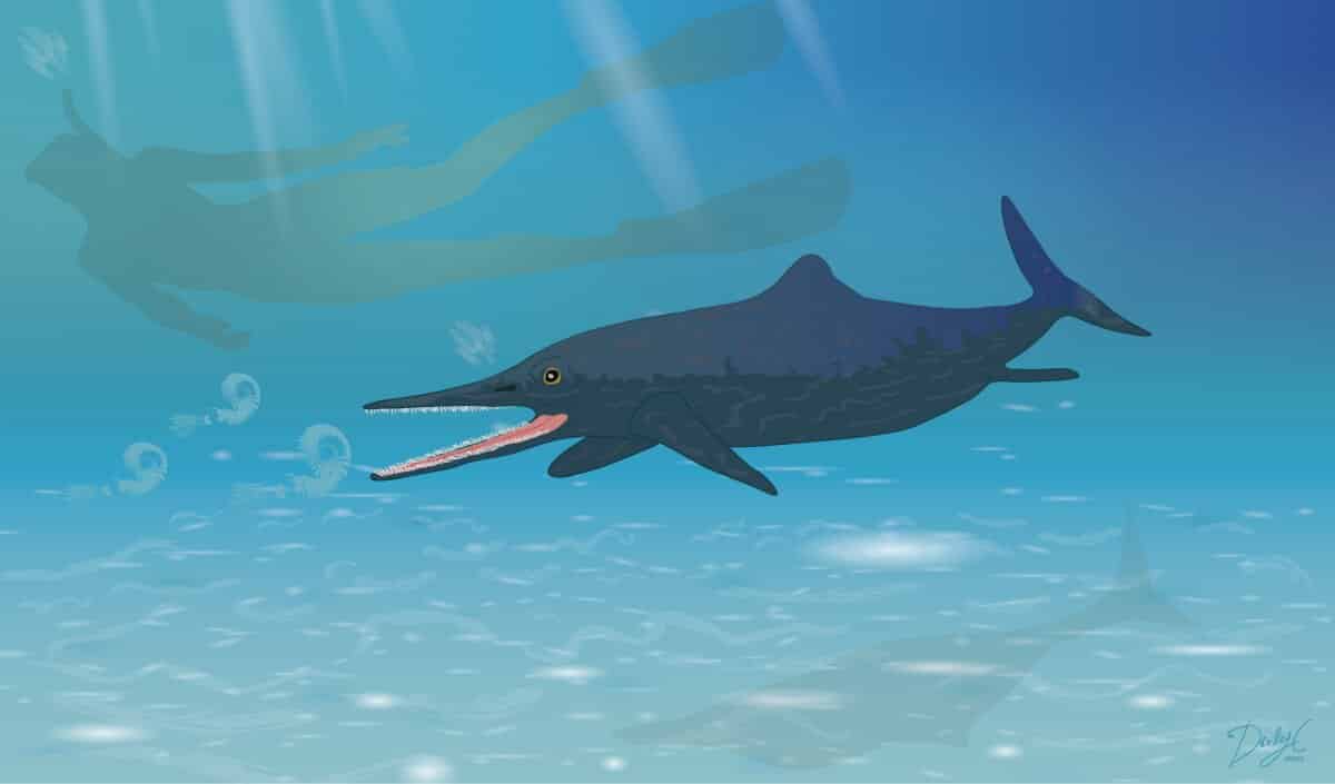 New species of Ichthyosaur discovered in museum collection | Geology Page
