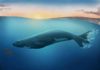 Eomonachus belegaerensis : New fossil seal species rewrites history ...