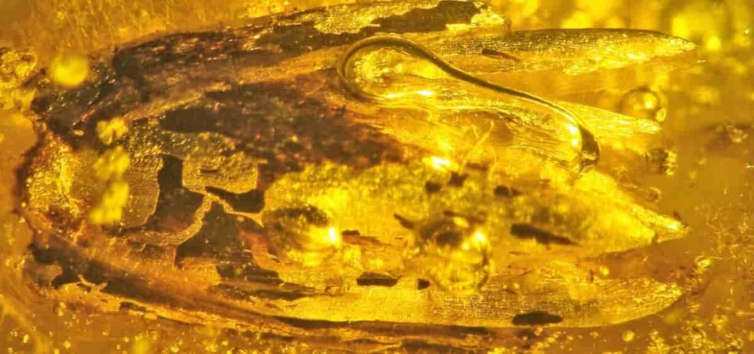 Grass found in Baltic amber | Geology Page