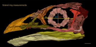 Dinosaur Archives | Geology Page