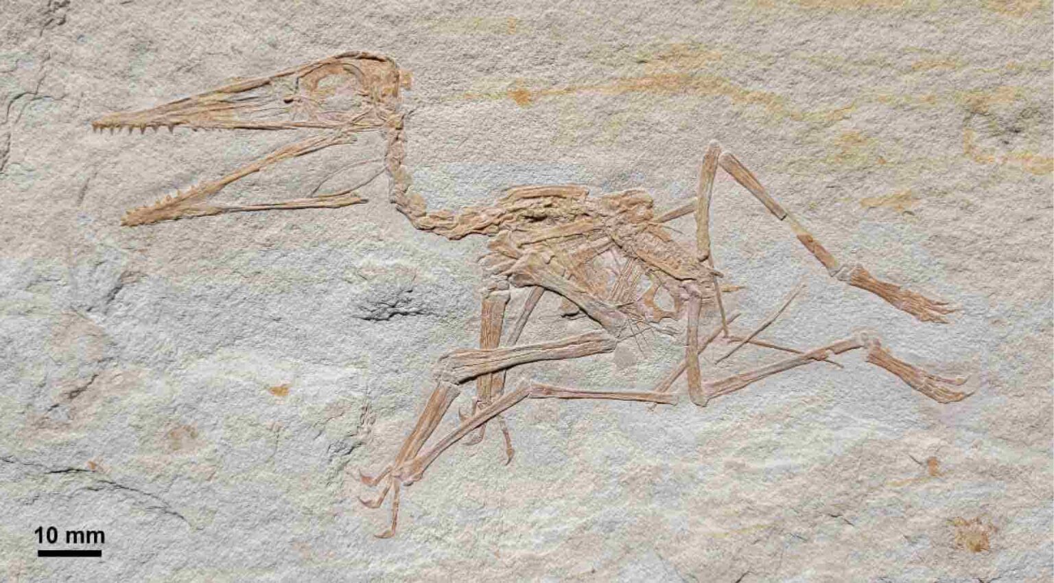 Oldest Pterodactylus fossil found in Germany | Geology Page