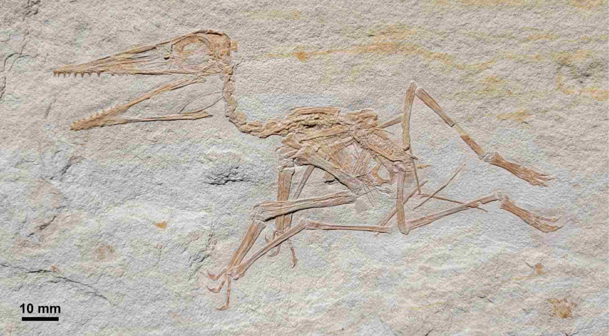 Oldest Pterodactylus fossil found in Germany | Geology Page