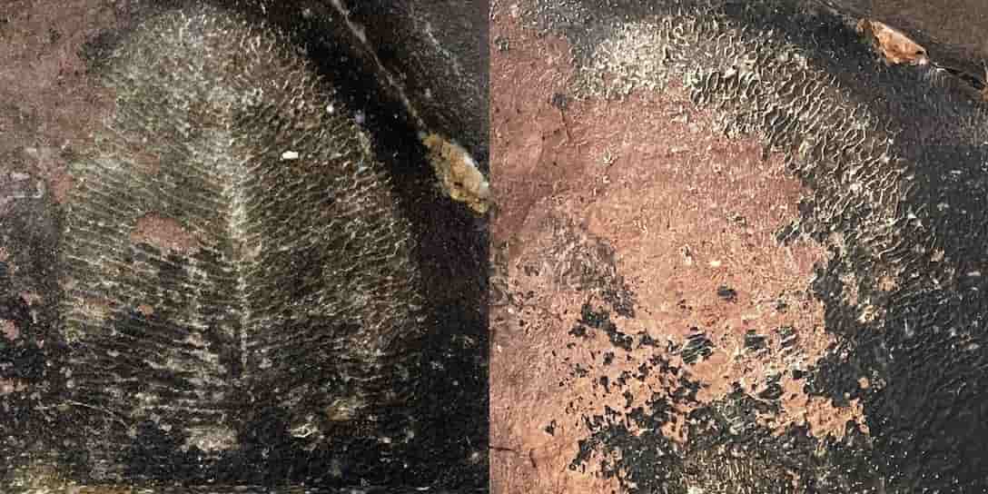 Mistaken fossil rewrites history of Indian subcontinent for second time ...