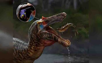 Oldest spinosaur brains revealed | Geology Page