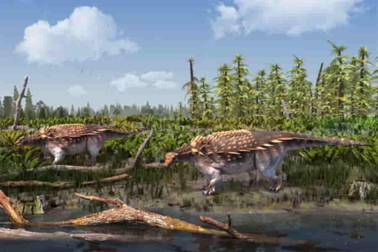 Ankylosaur: New armoured dinosaur discovered | Geology Page