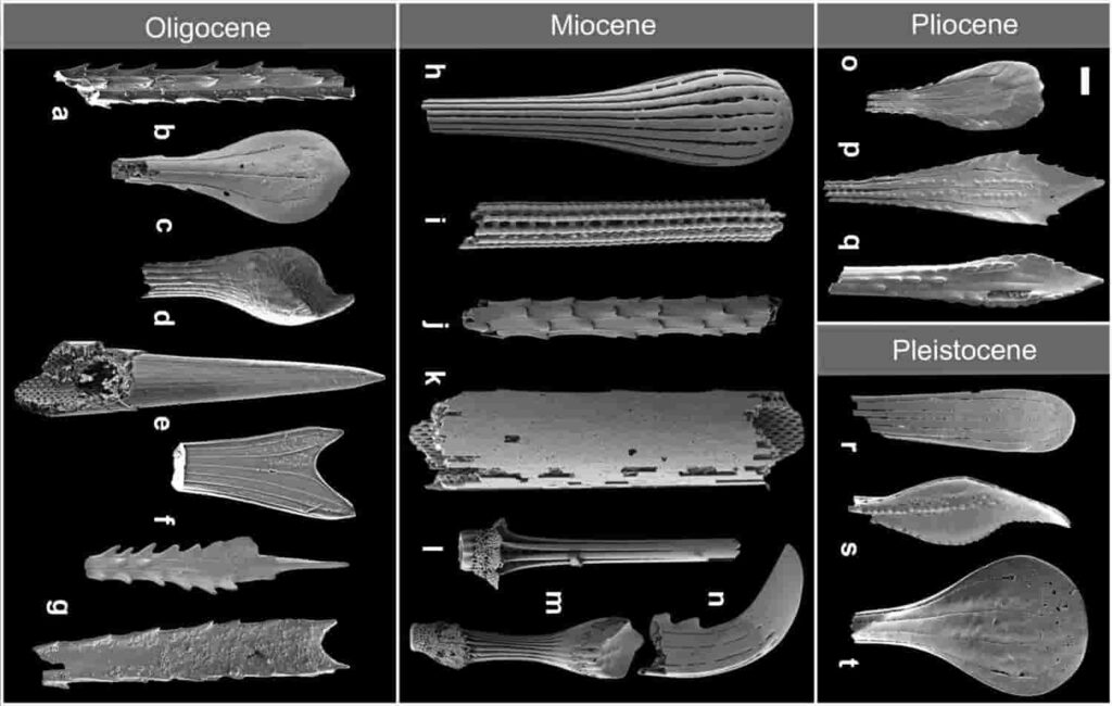 Fossil spines reveal deep sea's past | Geology Page