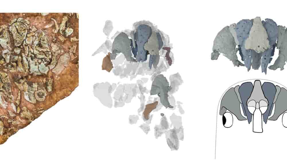 Prehistoric fish fills 100 million year gap in evolution of the skull ...