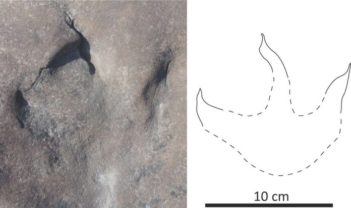 Alaska dinosaur tracks reveal a lush, wet environment | Geology Page