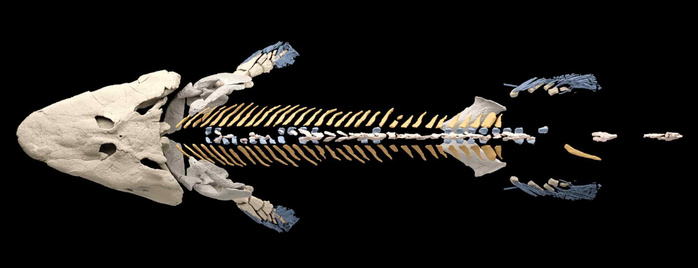 In the evolution of walking, the hip bone connected to the rib bones ...