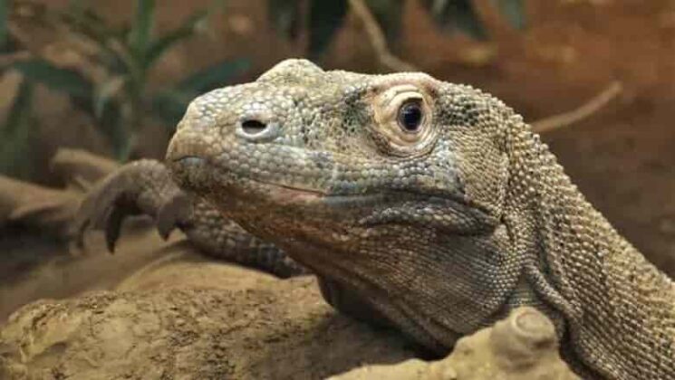 Komodo dragons have iron-coated teeth to rip apart their prey | Geology ...