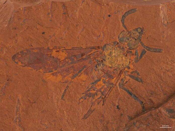 Extremely well-preserved fossil sawfly sheds new light on co-evolution ...