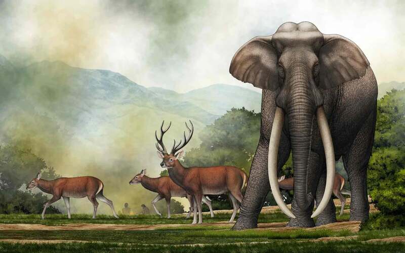 Giant prehistoric elephant skull from India belongs to mysterious ...