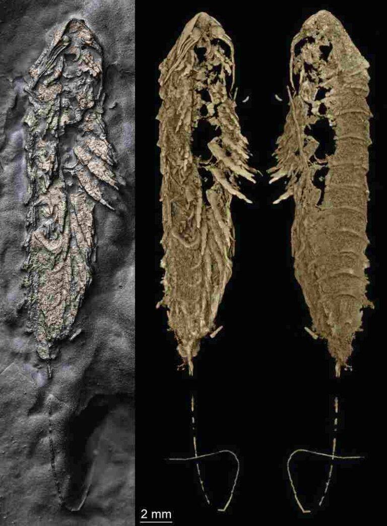 Golden bugs: Spectacular new fossil arthropods preserved in fool’s gold ...