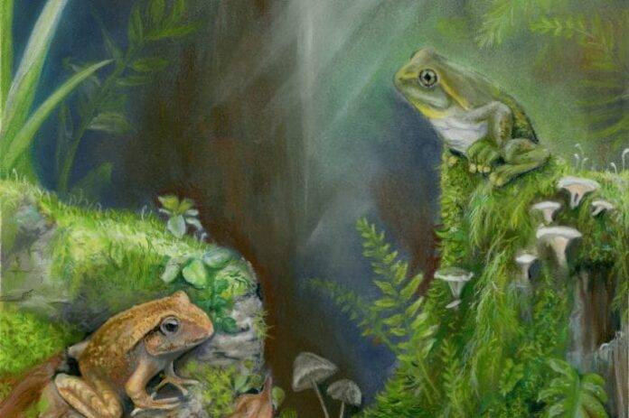 Australia's oldest prehistoric tree frog hops 22 million years back in ...