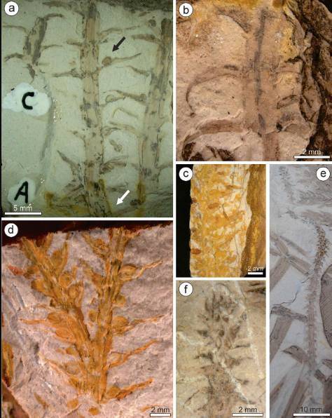 A 296-million-year-old fossil unearthed in Brazil sheds light on ...