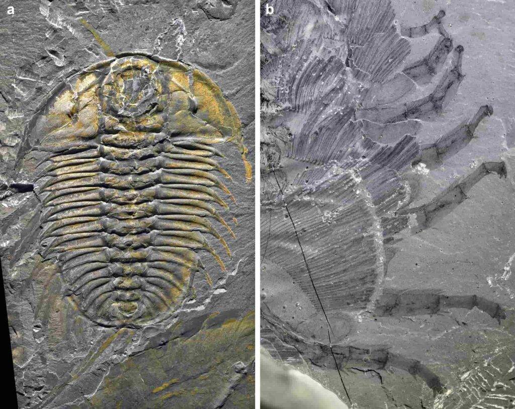 Ancient trilobite limbs reveal unique walking and burrowing abilities ...