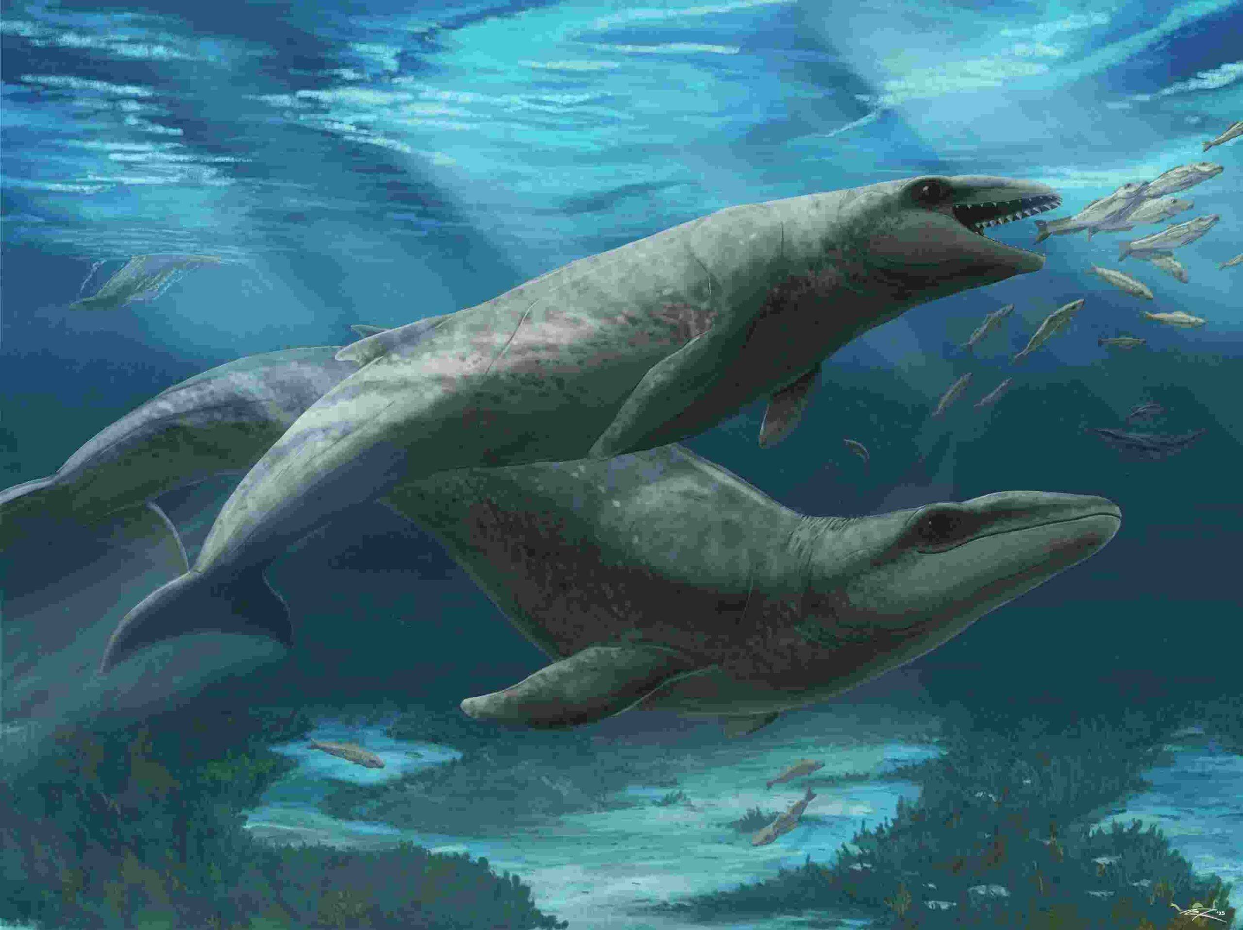 Shark-like ancient whale with slicing teeth discovered on Victoria's ...