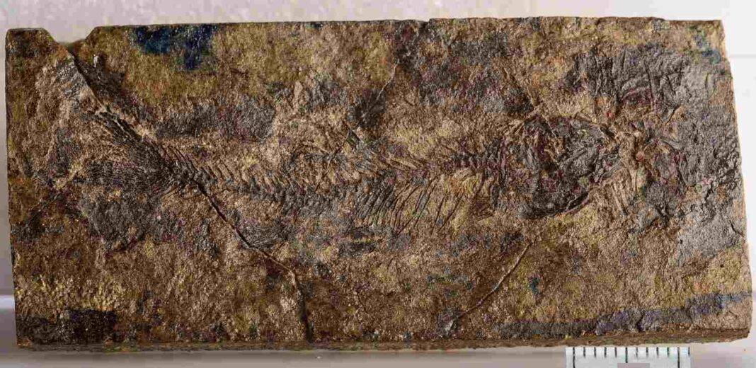 Fossilized ear bones rewrite the history of freshwater fish | Geology Page