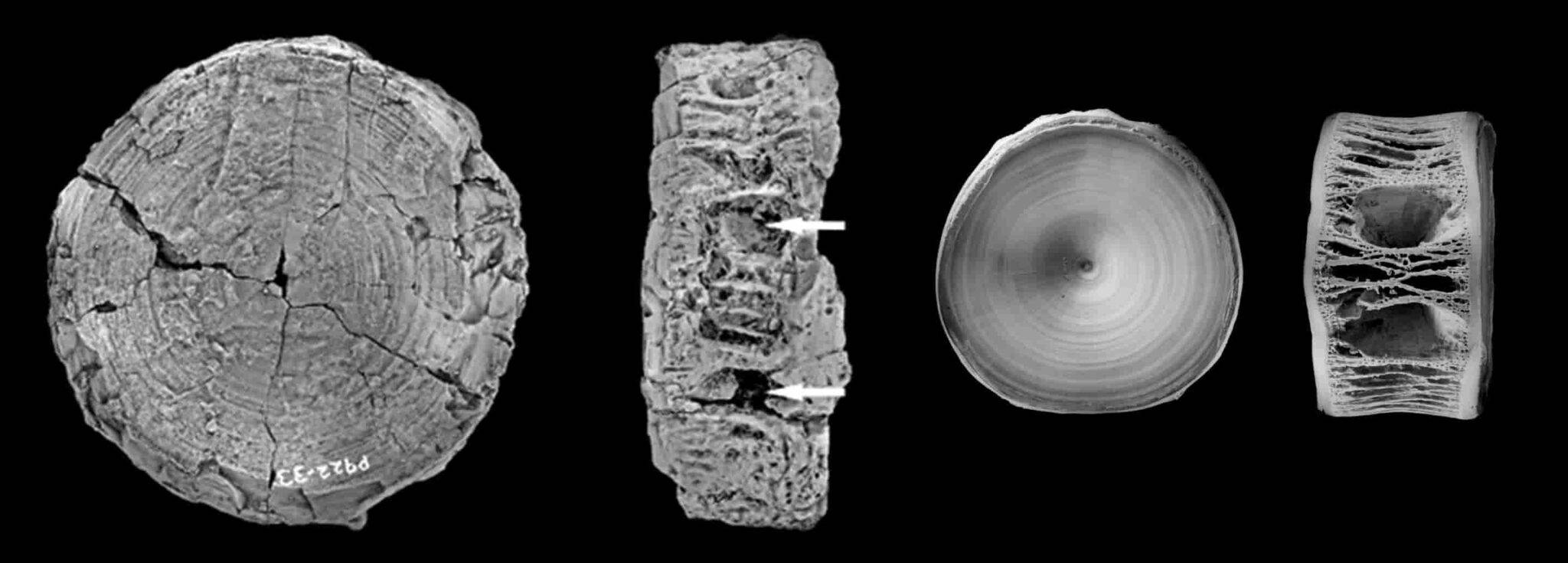 An old fish fossil tells a new story about lamniform shark evolution ...