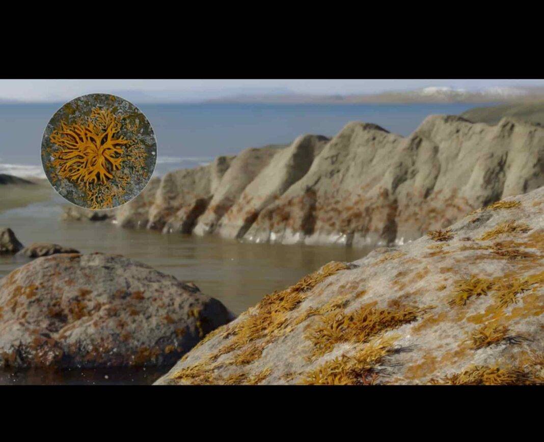 Fossil lichen from Devonian era shows how fungi-algae alliance paved ...