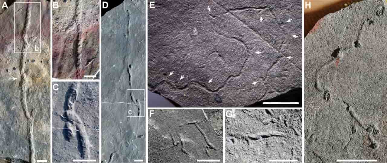 Oldest known 3D burrow systems uncovered in Hubei's Shibantan biota ...