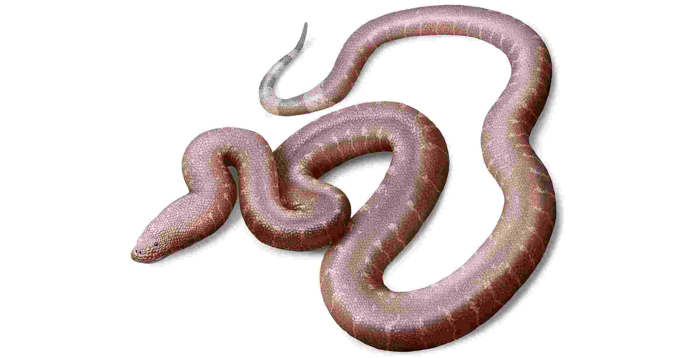 'Weird' new species of ancient fossil snake discovered in southern ...