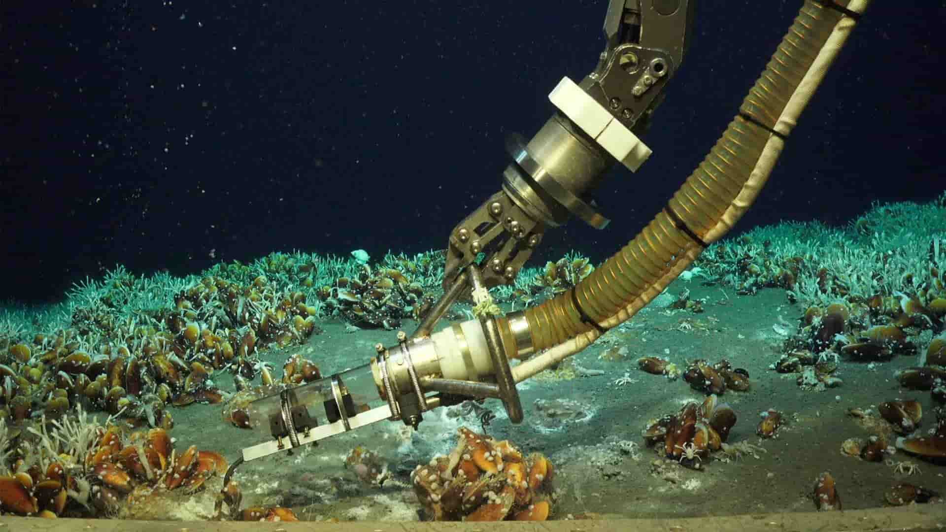 Scientists discover a hidden deep sea hotspot bursting with life ...