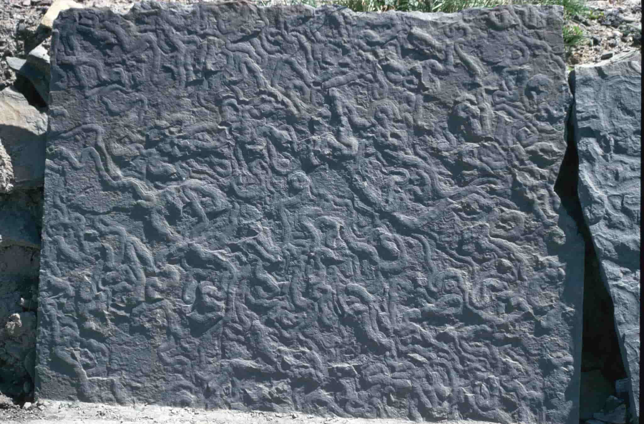 Trace Fossil Ichnology: Reconstructing Ancient Behavior | Geology Page